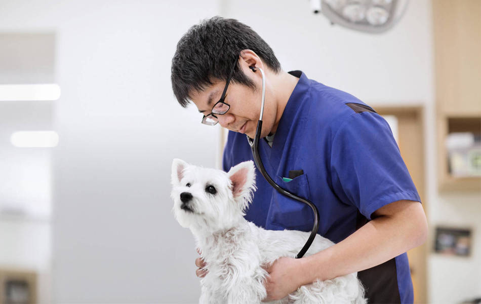 AllyDVM | The most powerful and customizable client engagement and retention platform in the ...